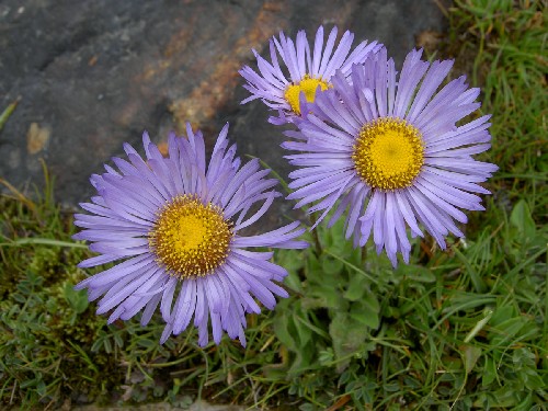 Aster himalaicus - Alpine Garden Society